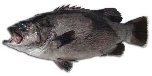 Cherna - Pescados y Mariscos Vazquez - Tienda Online